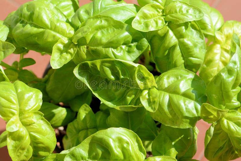 Angelacorrias - Photographer profile