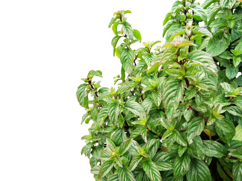 La Albahaca O El Tulsi Santa Seca Se Va Con La Flor Foto de archivo ...