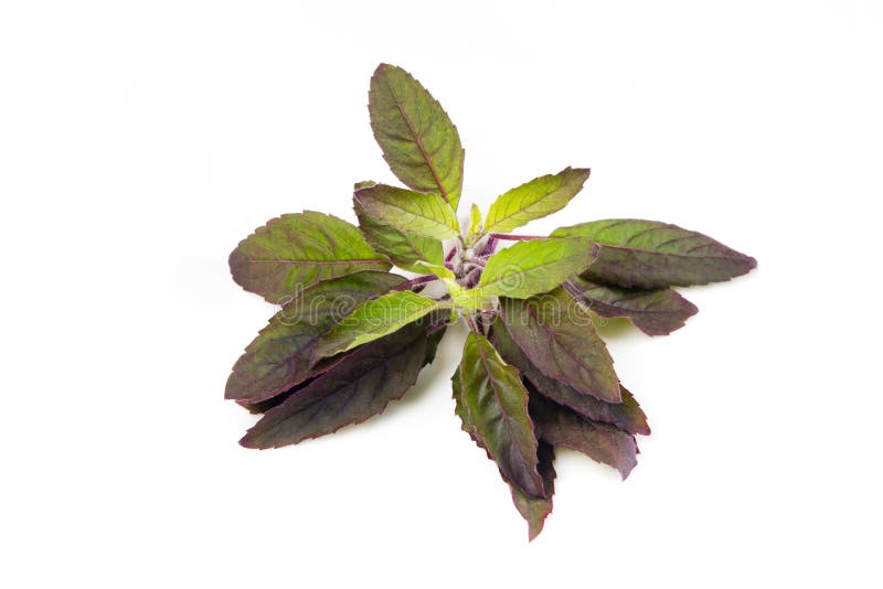 Albahaca Santa Del Remedio De Ayurvedic Imagen de archivo - Imagen de ...