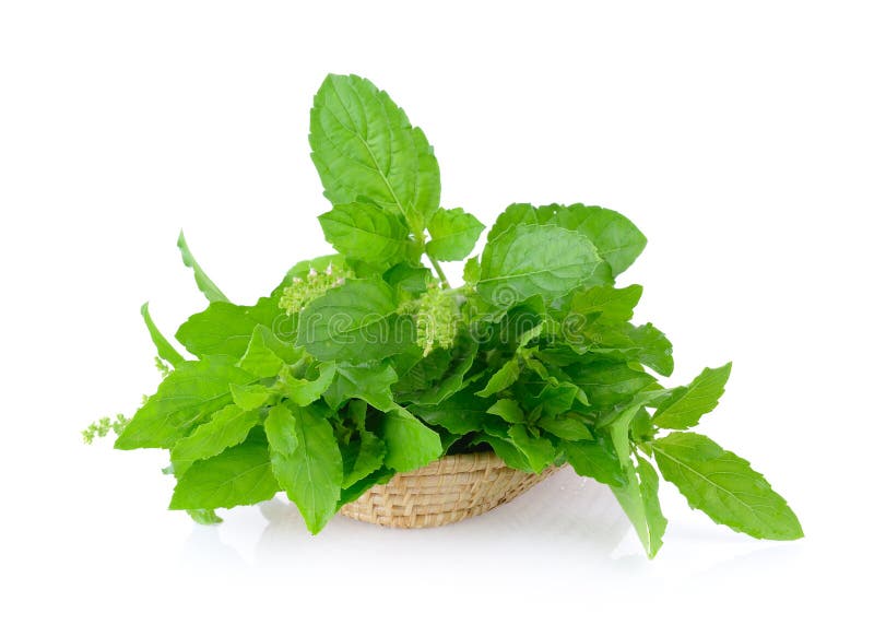 Hojas Santas De La Albahaca O Del Tulsi Aisladas En El Fondo Blanco ...