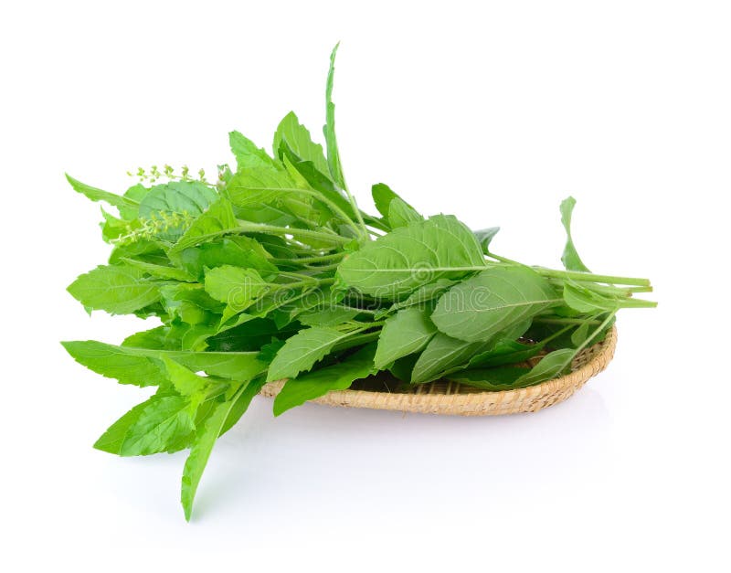 Hojas Santas De La Albahaca O Del Tulsi Aisladas En El Fondo Blanco ...