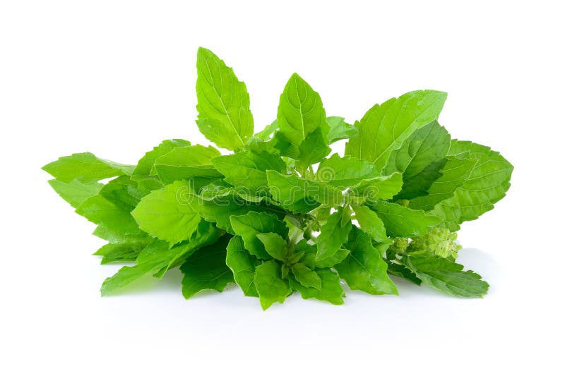 Hojas Santas De La Albahaca O Del Tulsi Aisladas En El Fondo Blanco ...