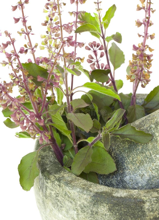 Albahaca Santa Del Remedio De Ayurvedic Imagen de archivo - Imagen de ...