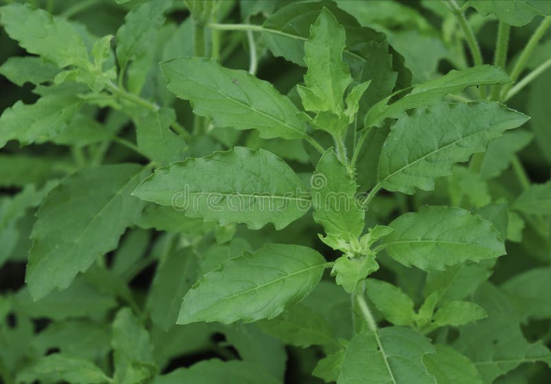 Albahaca santa fresca imagen de archivo. Imagen de crecimiento - 34680227