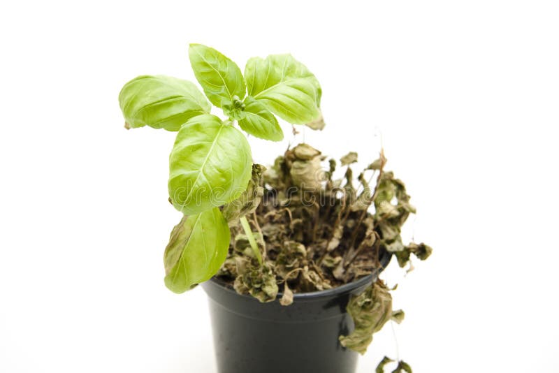 Albahaca seca imagen de archivo. Imagen de especia, aislado - 17383293