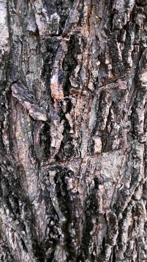 Albasia Bark Stock Photos - Free & Royalty-Free Stock Photos from ...