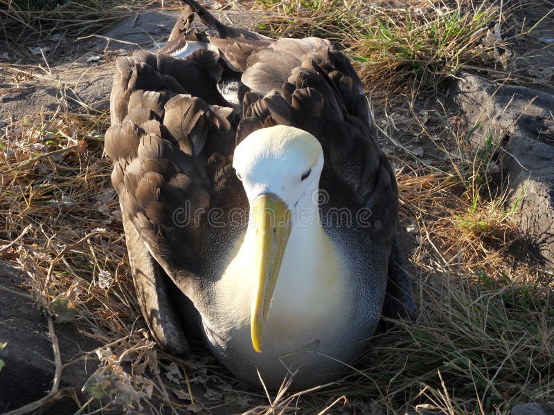 Albatross stock image. Image of peaceful, closeup, male - 10504065