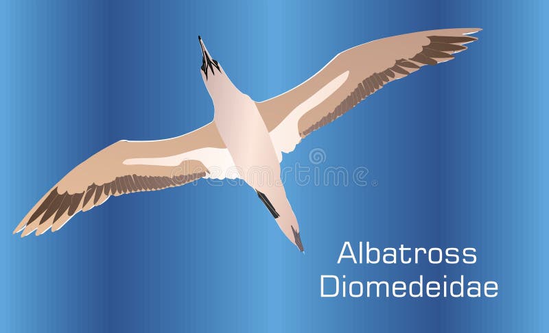 Albatross on Abstract Background Stock Vector - Illustration of white ...