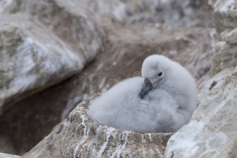 Cute Fluffy Grey Albatross Chick Sitting in a Stone Nest on Falkland ...