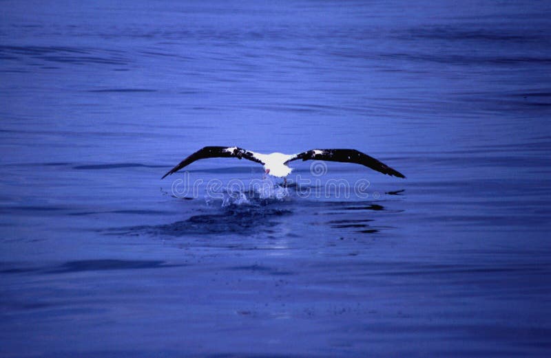 Albatross Fishing from the Sea Stock Photo - Image of wings, swim: 2719510