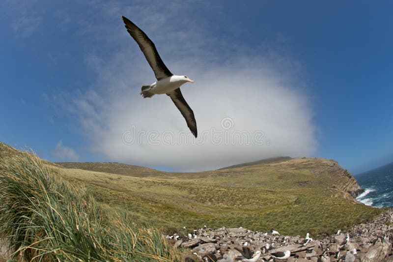 Soaring Albatross stock image. Image of flap, isolated - 12579639