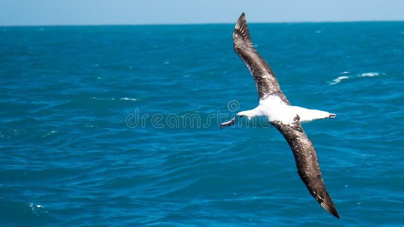 Albatross in flight stock image. Image of hard, canyon - 112091285