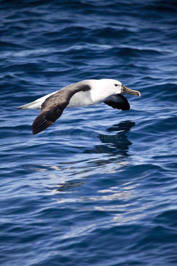 Albatross in Flight, Gliding Low Over Sea Stock Photo - Image of nosed ...