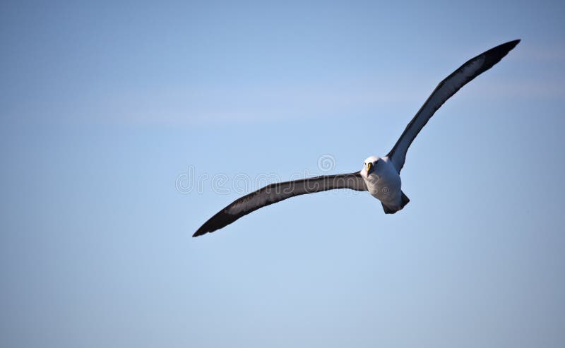 Albatross in Flight, Soaring through Clear Sky Stock Photo - Image of ...