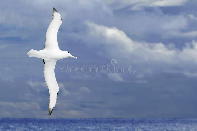 Landing Albatross- Front stock image. Image of wildlife - 9057301