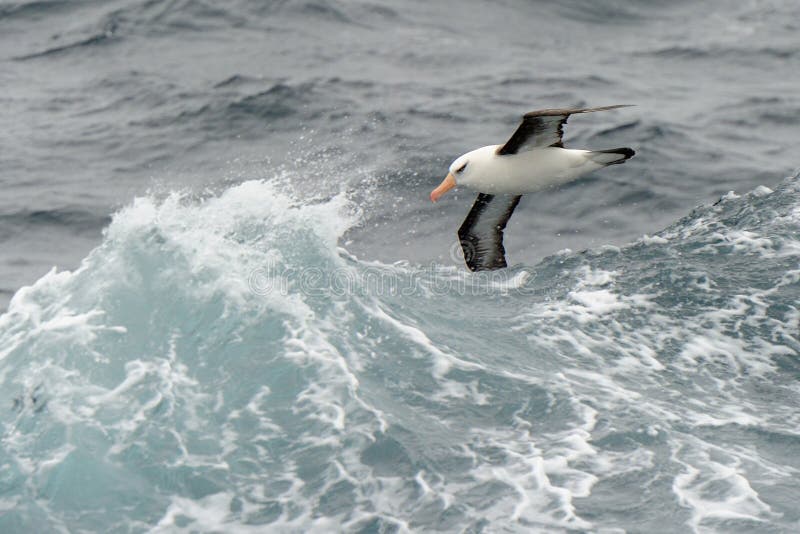 Albatross Flying between Waves Stock Photo - Image of nature, flight ...