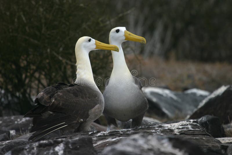 Albatros couple stock image. Image of bird, ecuador, albatross - 303995