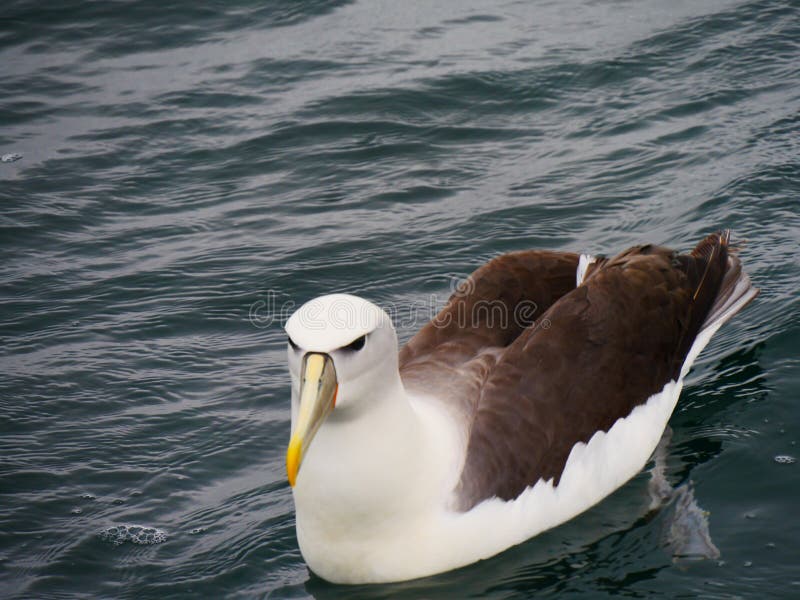 Albatross stock photo. Image of feathers, white, beaks - 109876552