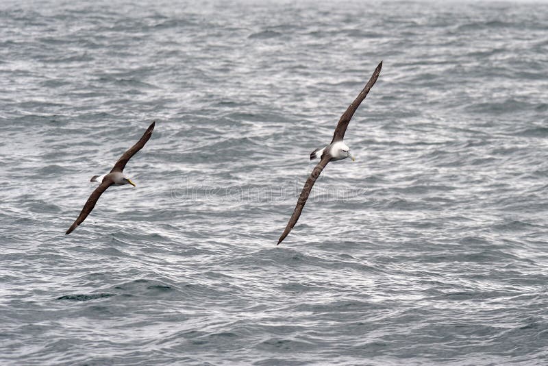 Albatross Flying between Waves Stock Photo - Image of nature, flight ...