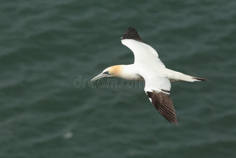 Albatroz. foto de stock. Imagem de vôo, lado, fauna, sabona - 31935454