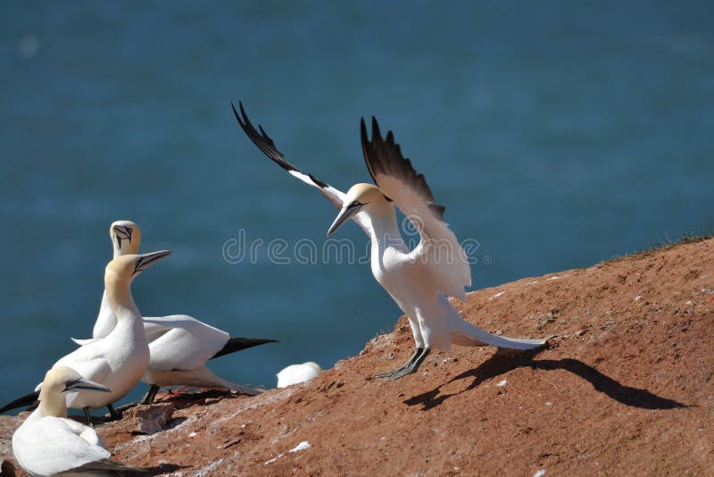 Albatroz Do Norte De Aterragem Imagem de Stock - Imagem de asas, rocha ...