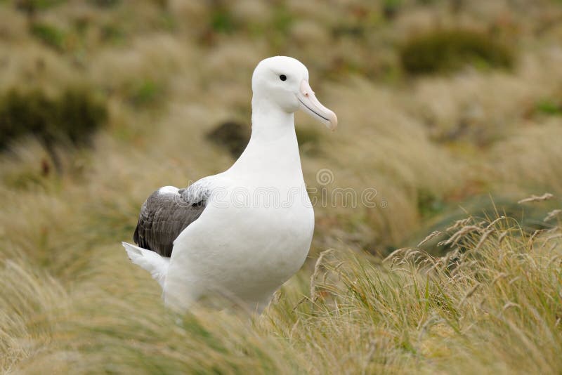 Albatroz real imagem de stock. Imagem de colorido, consoles - 31766377