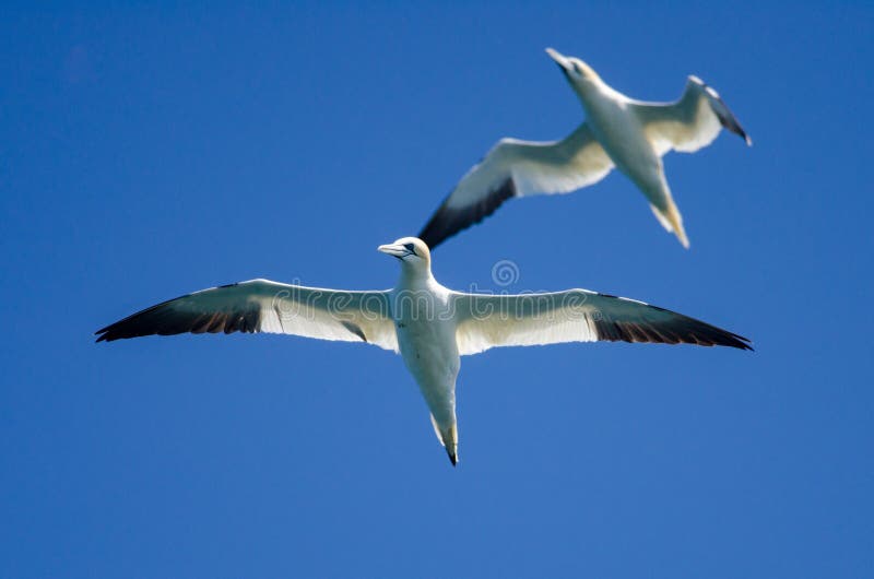 Albatrozes do voo imagem de stock. Imagem de norte, necessidades ...
