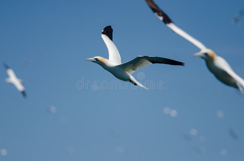 Albatrozes do voo imagem de stock. Imagem de norte, necessidades ...