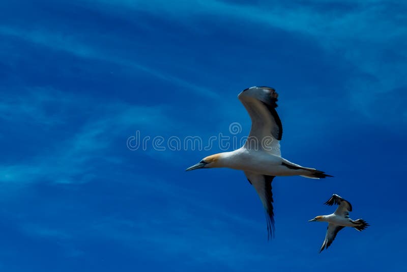 Albatrozes do voo imagem de stock. Imagem de norte, necessidades ...