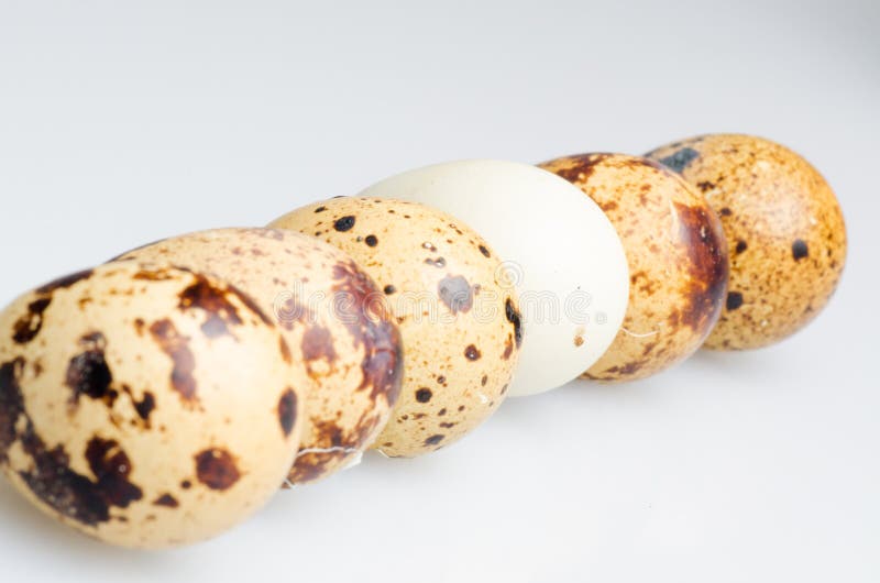 Albefactions-Wachtelei stockfoto. Bild von gefärbt, eier - 37067788