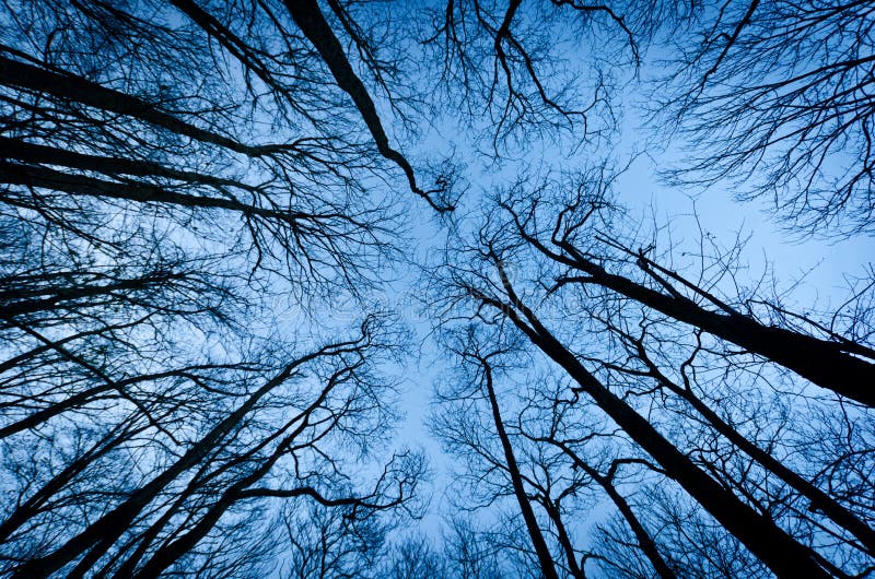 Alberi alti immagine stock. Immagine di scenico, albero - 18991167