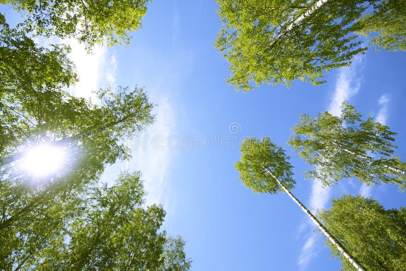 Alberi Alti Con I Rami Nudi in Un Paesaggio Rurale Olandese Di Inverno ...