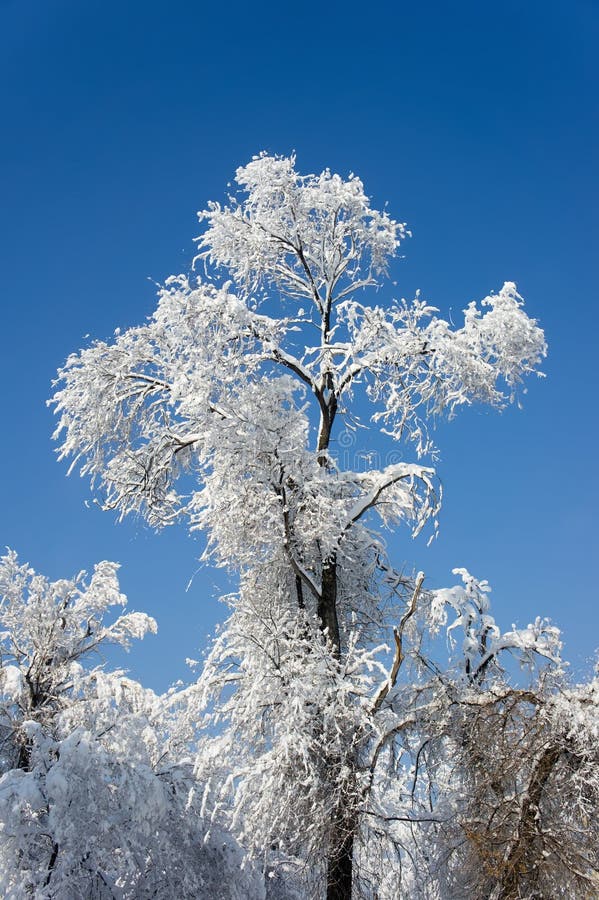 Alberi con neve fotografia stock. Immagine di paese, campo - 28065716