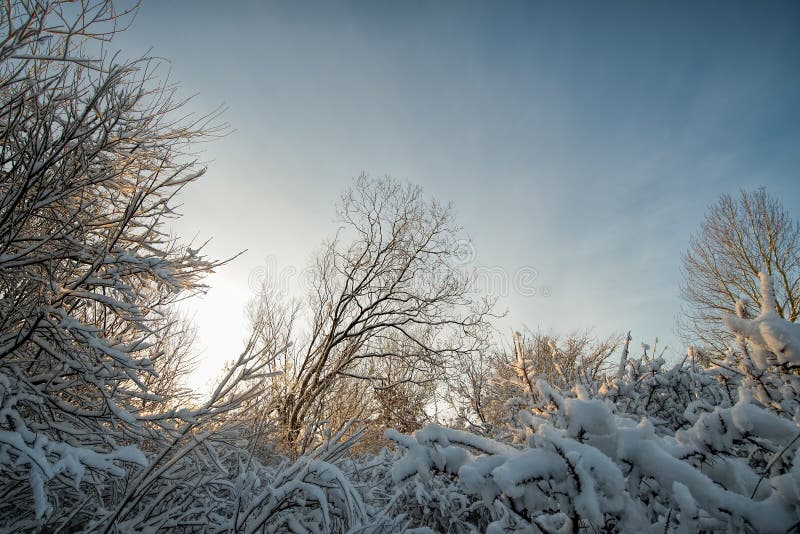 Alberi Con Neve Di Recente Caduta Fotografia Stock - Immagine di ...