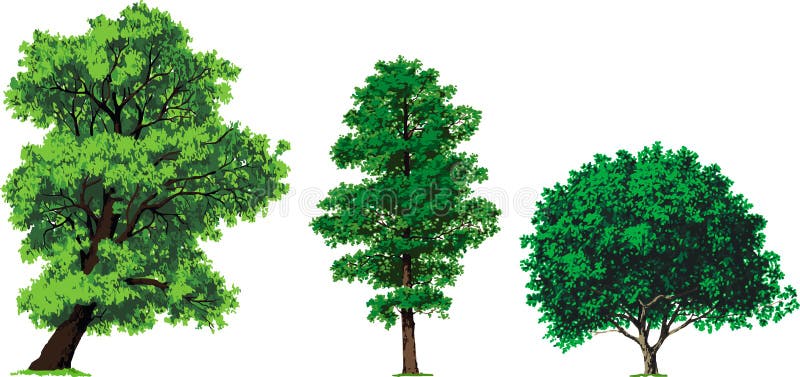 Salici, Ontani E Alberi Di Noce. Vettore Illustrazione Vettoriale ...