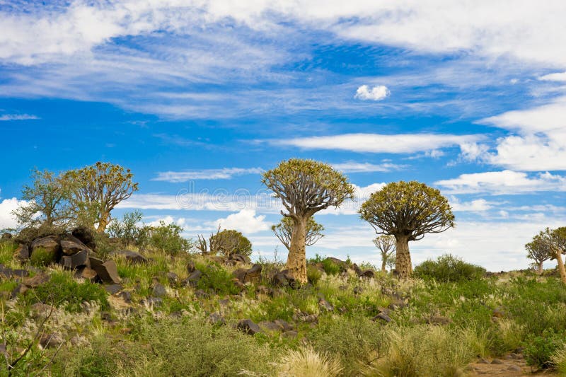 Alberi Della Faretra Nel Namibia Immagine Stock - Immagine di africano ...