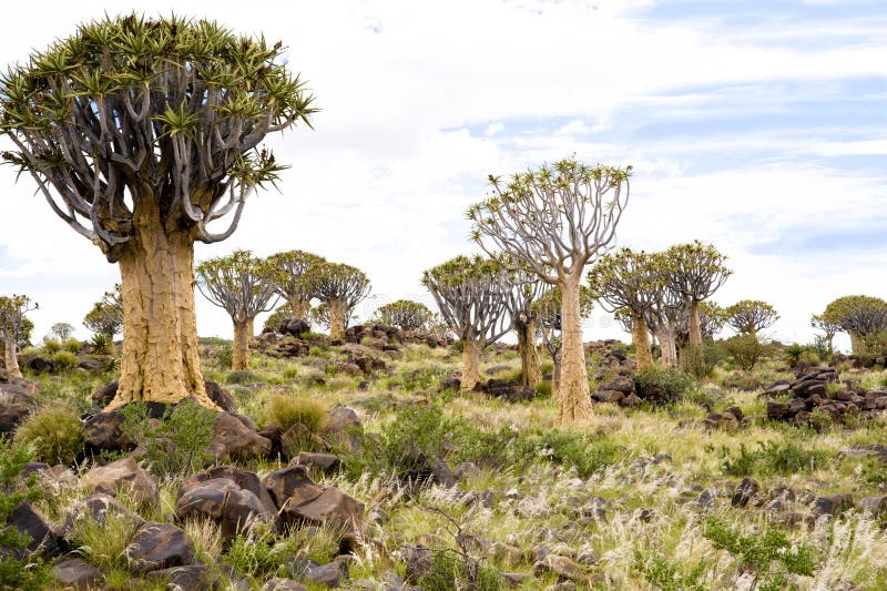 Alberi Di Quiver in Africa. Foresta Di Quiver, Keetsmanshoop, Namibia ...