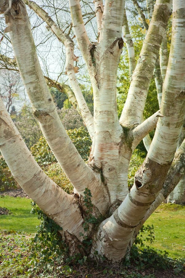 Alberi di betulla fotografia stock. Immagine di corteccia - 22714716