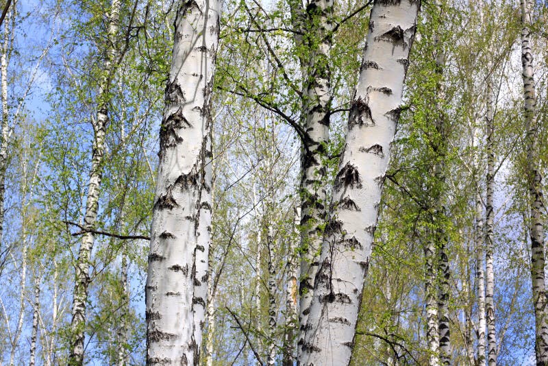 Alberi Di Betulla in Foresta Immagine Stock - Immagine di luce ...