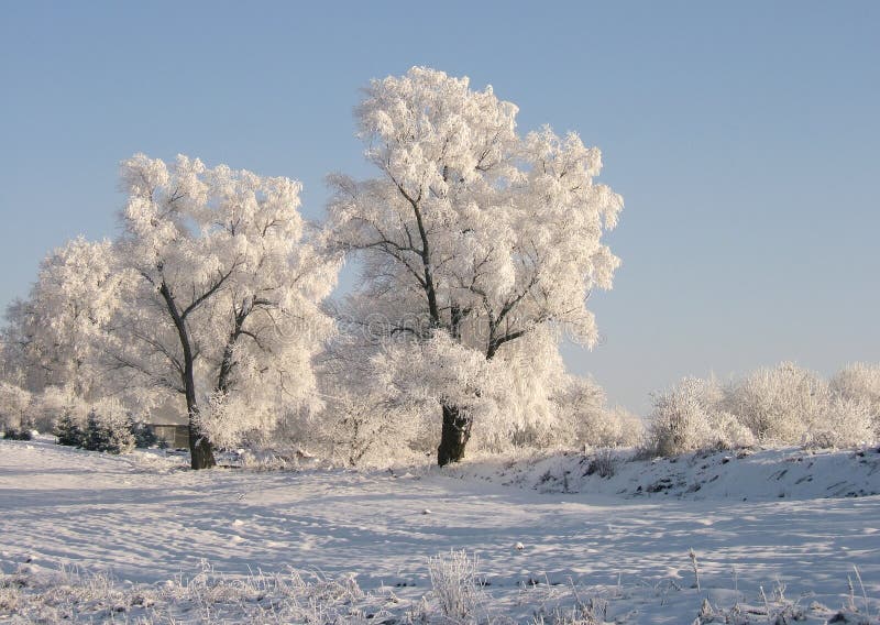 Alberi invernali immagine stock. Immagine di imbracatura - 505023