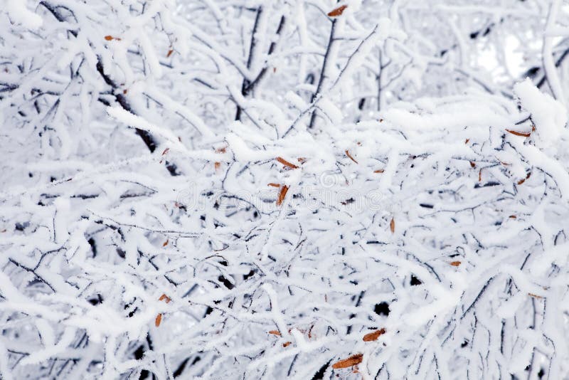 Alberi invernali con neve fotografia stock. Immagine di flora - 12600210