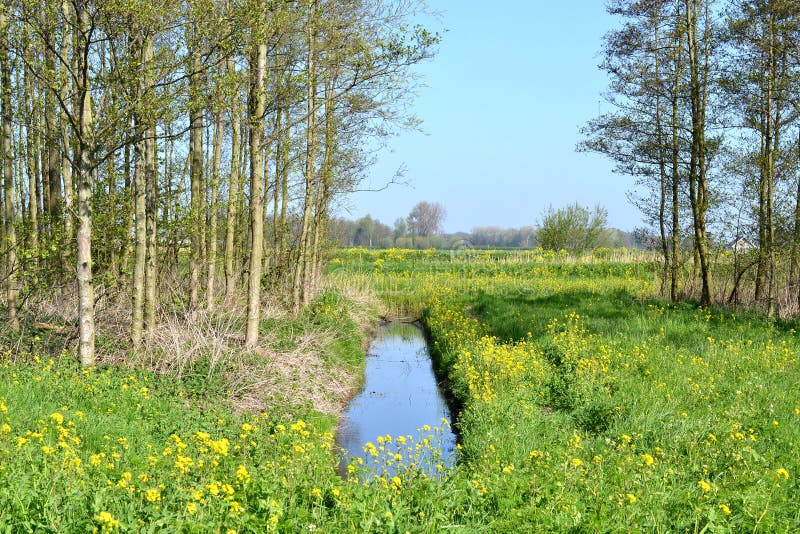 Alberi Di Ontano in Primavera. Immagine Stock - Immagine di sguardo ...