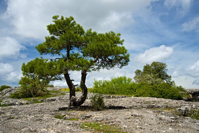 Alberi di pini immagine stock. Immagine di pini, pino - 53679043