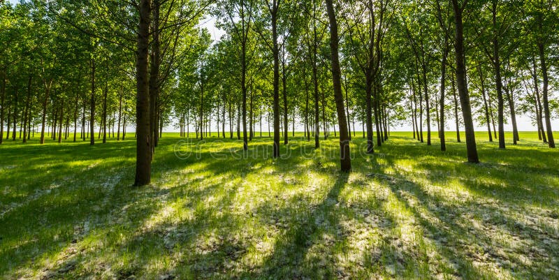 Alberi Di Pioppo E Polline Bianco in Una Foresta in Primavera Immagine ...
