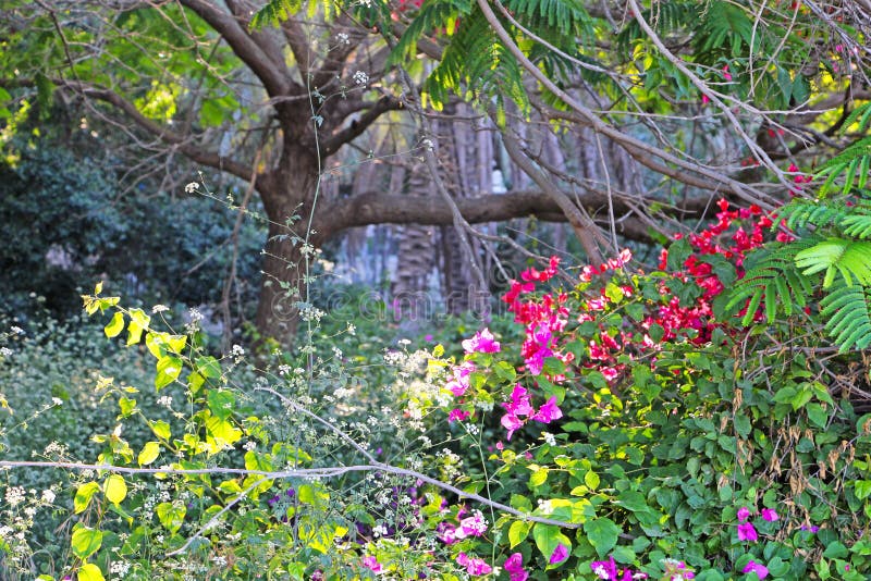 Alberi E Cespugli in Un Parco Fotografia Stock - Immagine di fogli ...