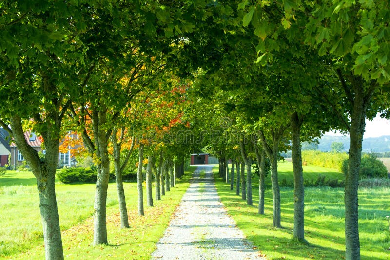 Fila Degli Alberi Variopinti Lungo Una Strada Campestre Immagine Stock ...