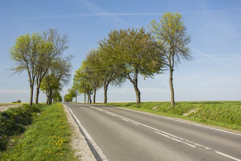 Alberi Nella Prospettiva Lungo Una Strada Fotografia Stock - Immagine ...