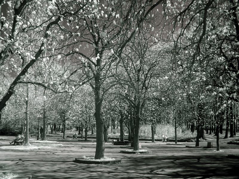 Alberi in IR - infrarosso fotografia stock. Immagine di albero - 2248322