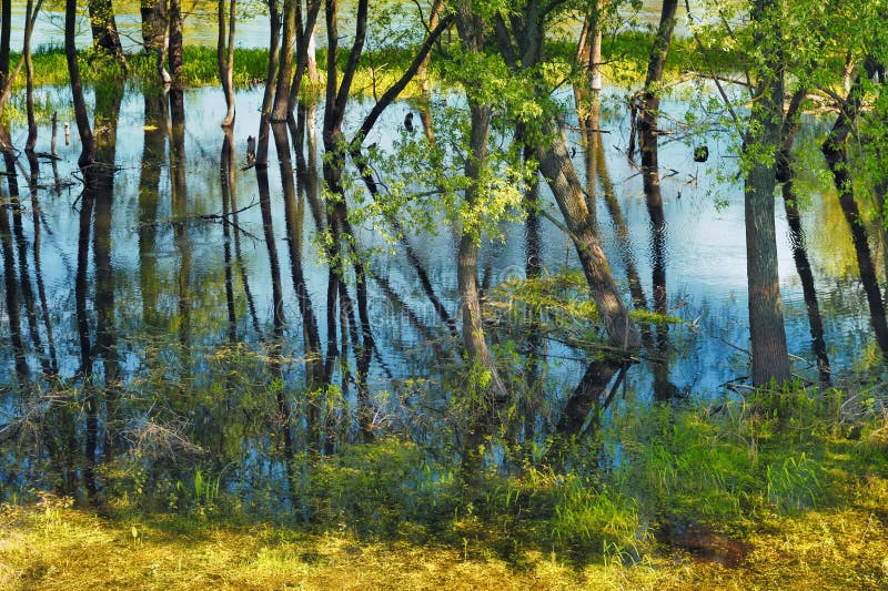 Carta Da Parati Degli Alberi Nella Palude Vicino Al Fiume Di Narew ...