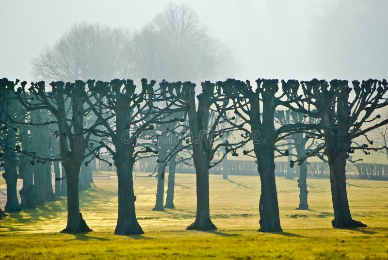 Alberi in parco fotografia stock. Immagine di legno, primavera - 81425888